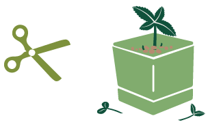 Grow Guide – Autoflower